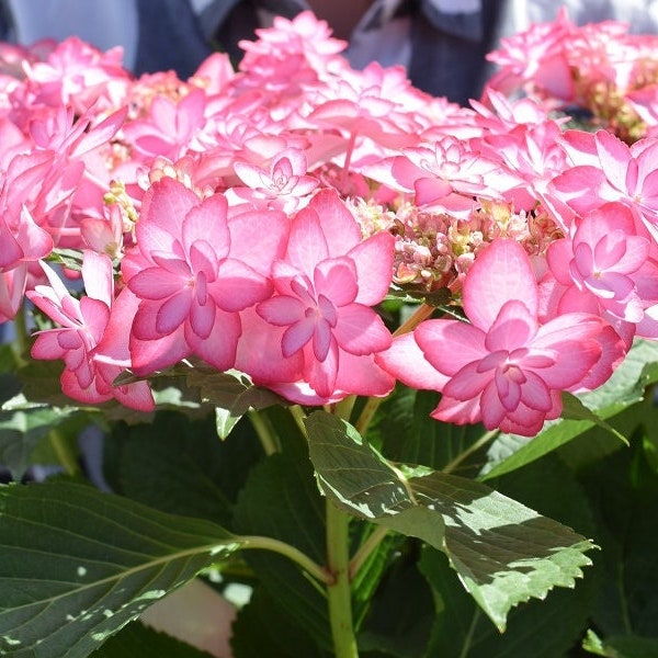 Hydrangea Double Plant - Etsy