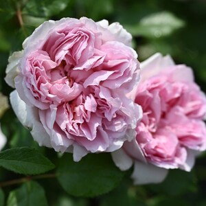 Rose 'rosier Alexandra David Neel' 绝代艳后 1 Gal Live Plant Shrub Rose - Etsy