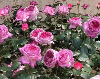 Rose Plant 'thierry Marx' 蓝莓蛋糕 - Etsy