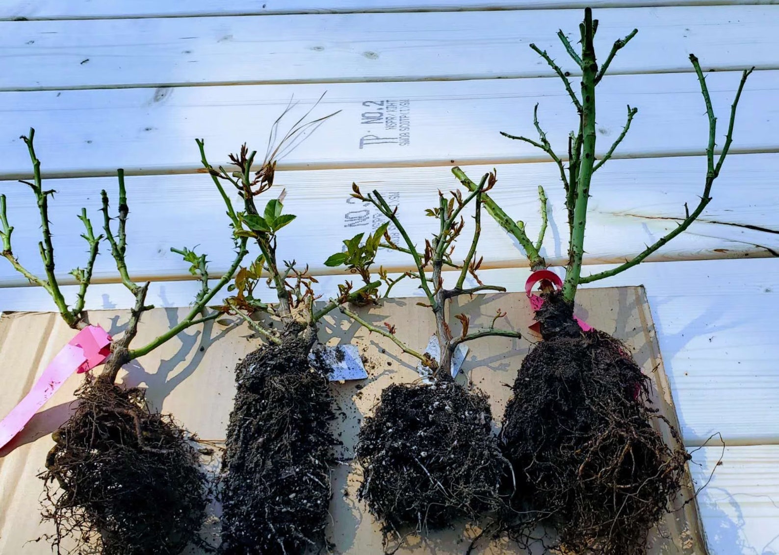 Rose 'mauritia' 远古大陆 1 Gal Live Plant Shrub Rose - Etsy