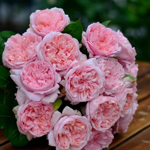 Rose 'mauritia' (远古大陆) (1 Gal+ Live Plant) Shrub Rose - Etsy
