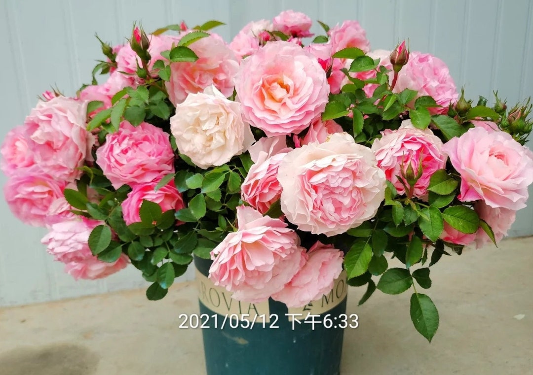 Rose 'neptune King Terrazza' 海神王阳台 1 Gal Bare - Etsy