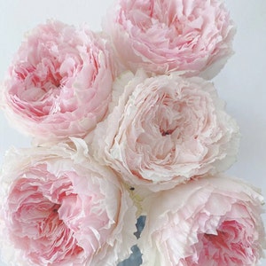 Japanese Rose 'tsumugi Fuli' 绵绸富力 2 Gal Live Plant Shrub Rose - Etsy