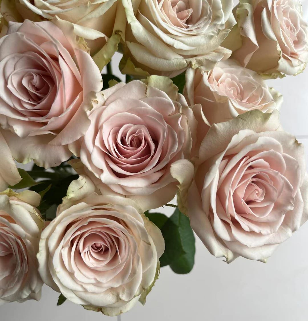 Rose 'pompeii' 庞贝 Large Flowers, , Disease Resistance, Cut Flowers - Etsy