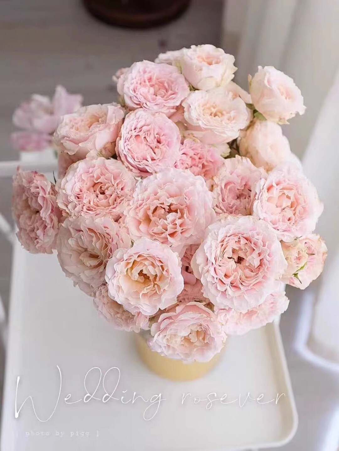 Rose 'wedding Rosever' (蜜月) (1 Gal+ Live Plant) Shrub Rose - Etsy