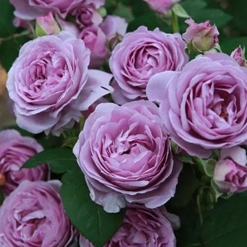 Purple Rose Bush - Etsy