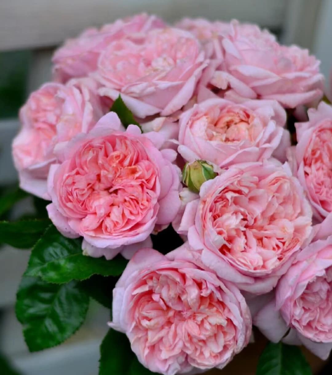 Rose 'mauritia' (远古大陆) (1 Gal+ Live Plant) Shrub Rose - Etsy