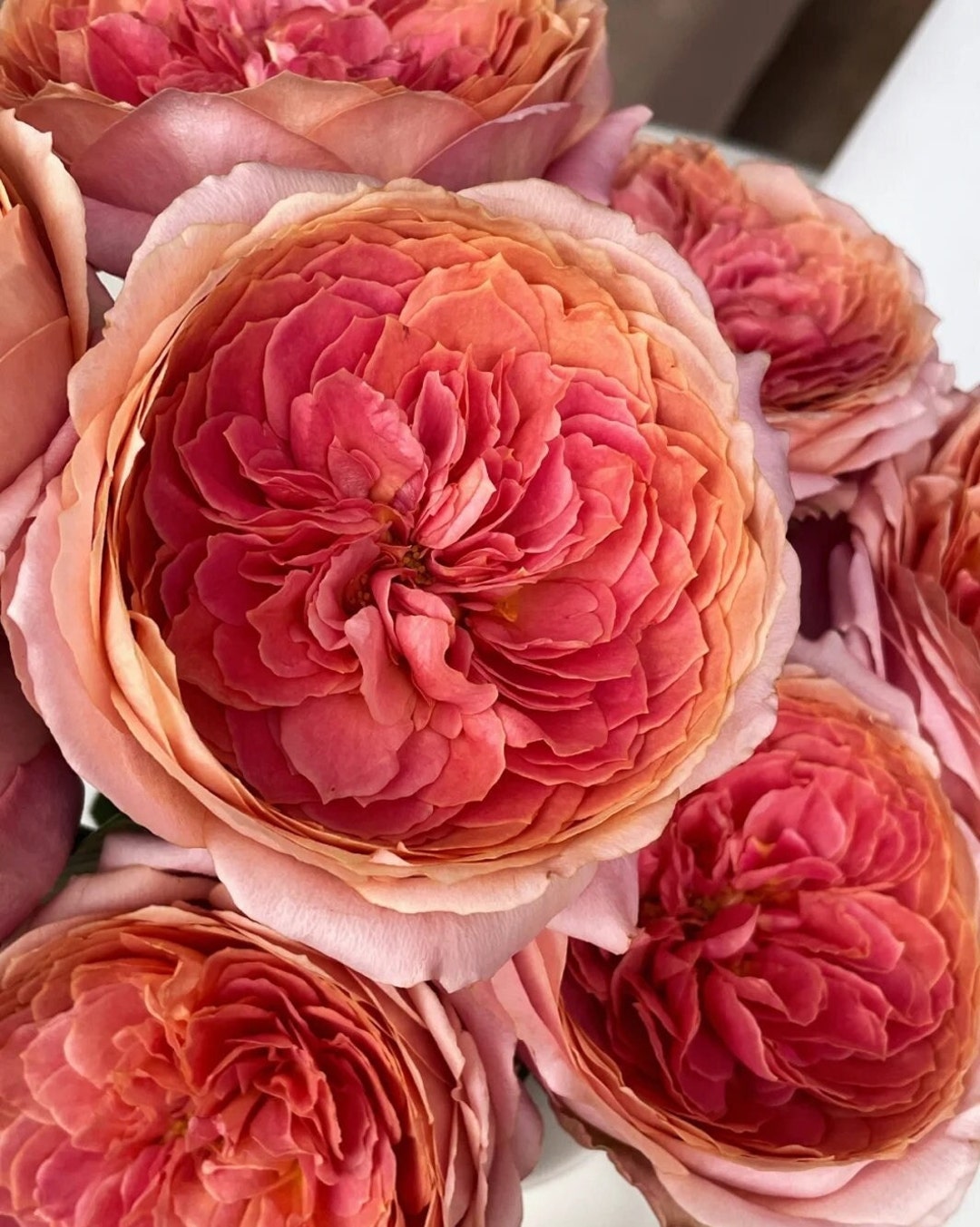 Rose 'romantic Antike' (浪漫古董) (1 Gal+ Live Plant) Shrub Rose - Etsy