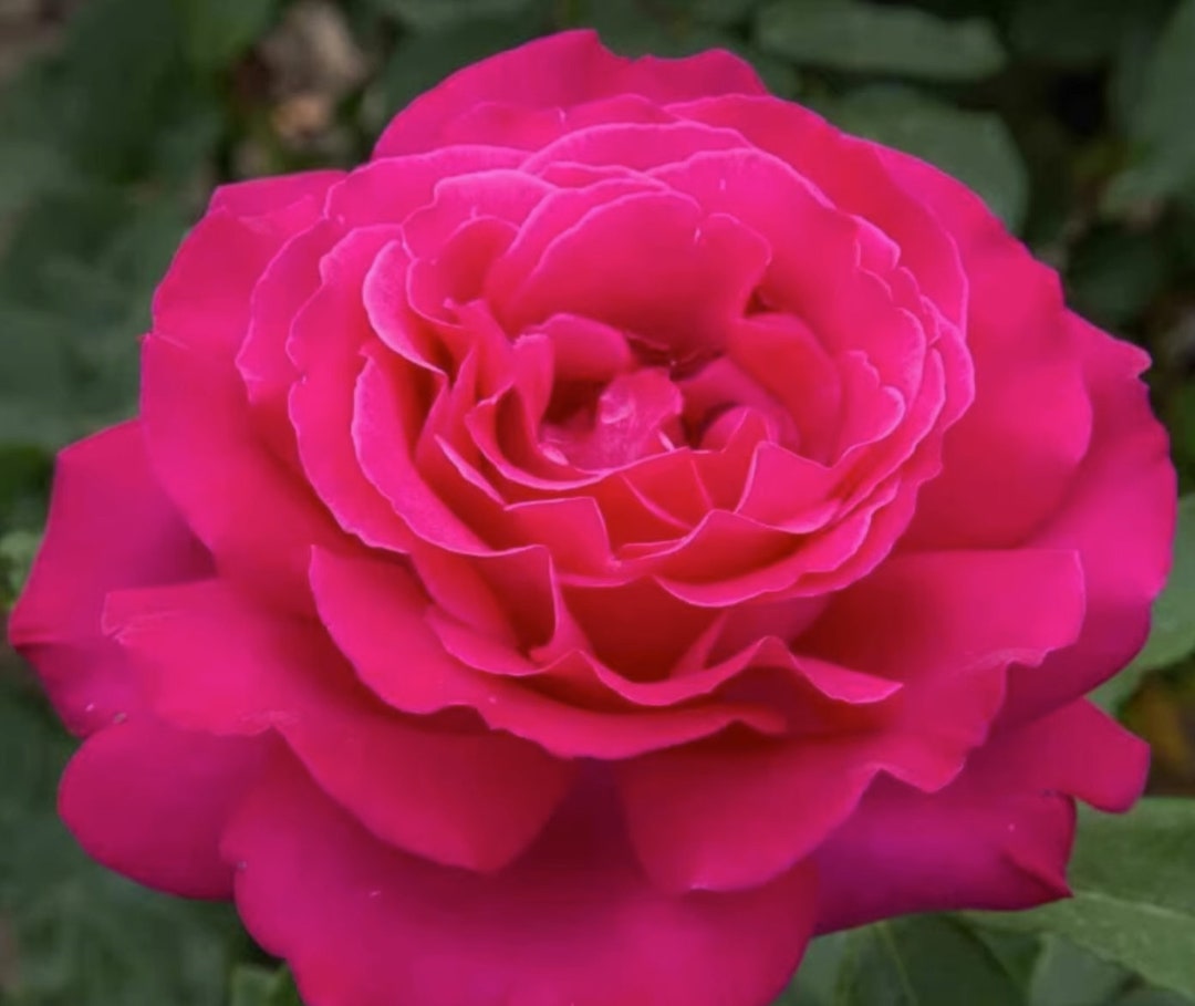 Rose 'velasquez' 委拉斯凯兹 1 Gal Live Plant Shrub - Etsy