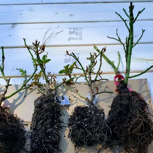 Rose 'rosier Alexandra David Neel' 绝代艳后 1 Gal Live Plant Shrub Rose - Etsy