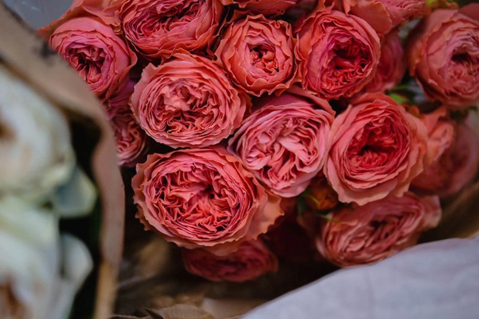 Bella Trendsetter Netherlands Florist Shrub Rose - Etsy