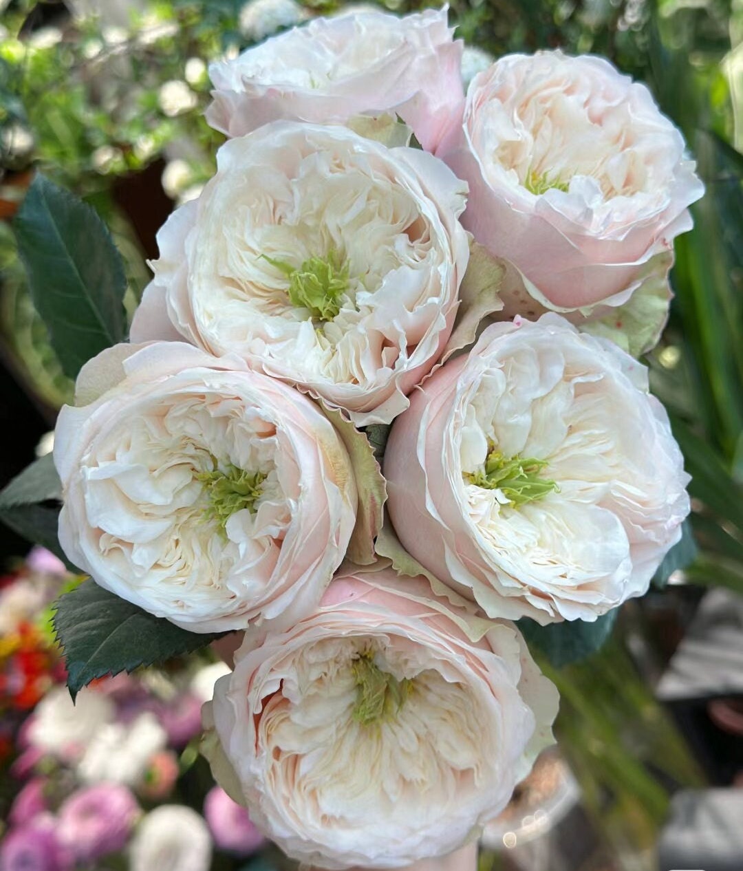 Rose 'darlington' 达林顿 2 Gal Live Plant Shrub Rose - Etsy