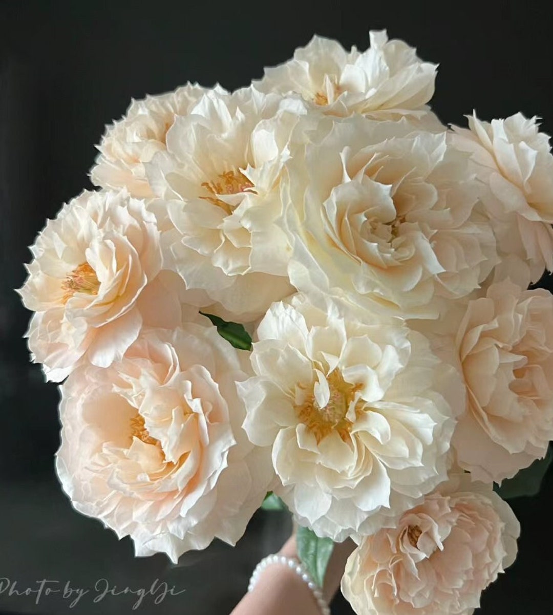 Rose 'royal Diva' 歌剧皇后 1 Gal Live Plant Shrub Rose - Etsy