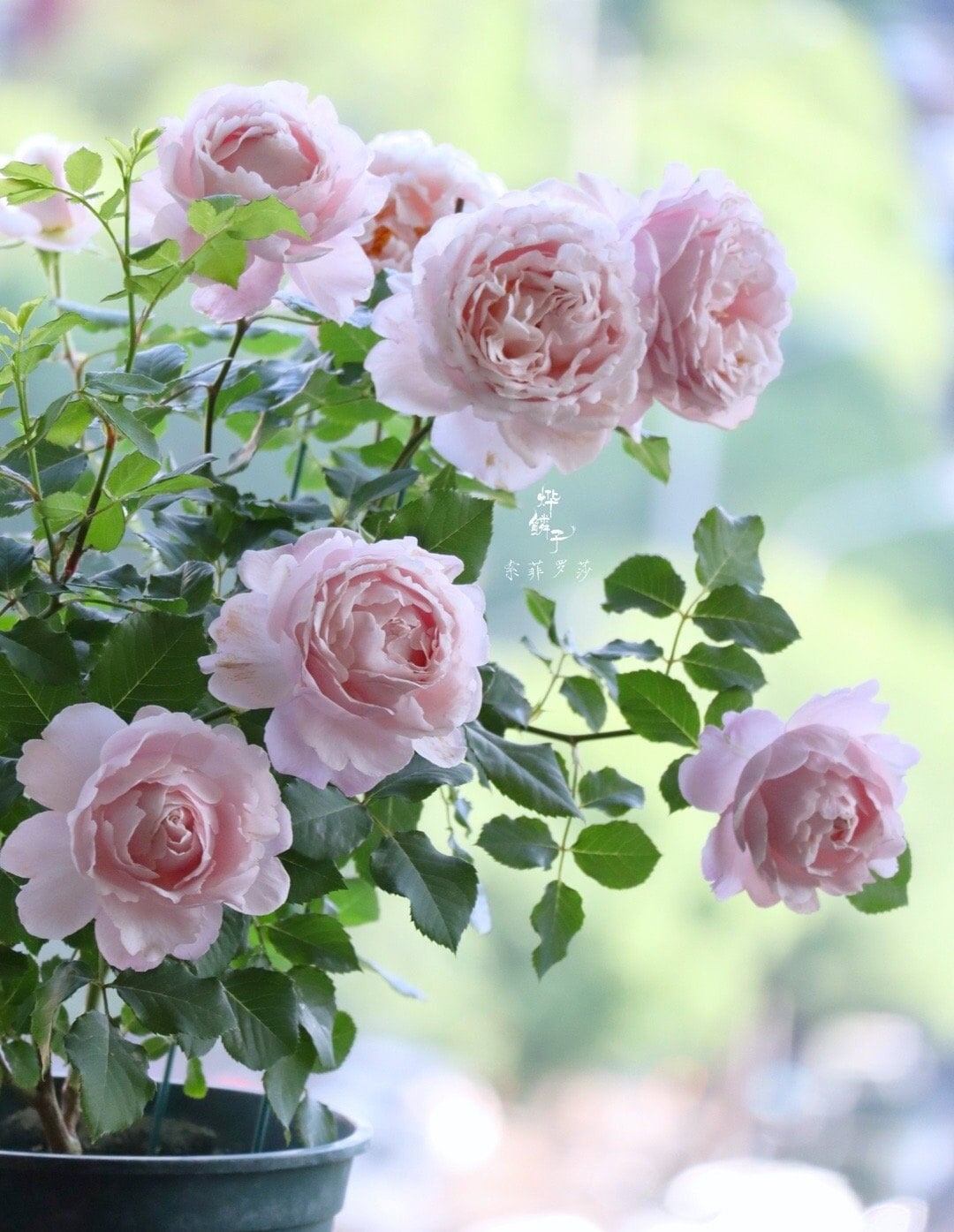 Rose 'sophie Rochas' 索菲罗莎 1 Gal Live Plant Shrub Rose - Etsy