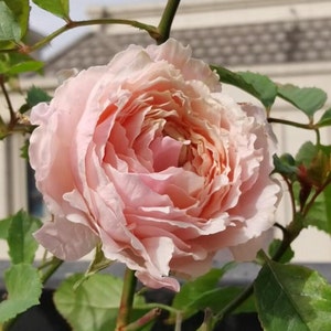 Japanese Rose 'tsumugi Fuli' 绵绸富力 2 Gal Live Plant Shrub Rose - Etsy