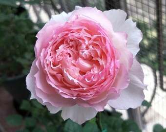Perzik Rose - Etsy