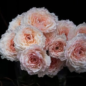 Japanese Rose 'tsumugi Fuli' 绵绸富力 2 Gal Live Plant Shrub Rose - Etsy