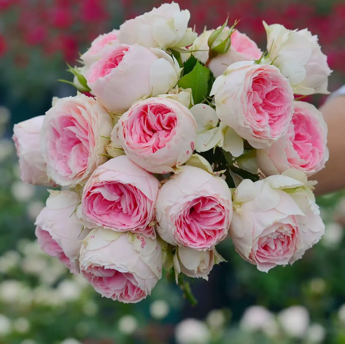 Rose 'pompon Veranda' 绒球门廊 1 Gal Bare Root - Etsy