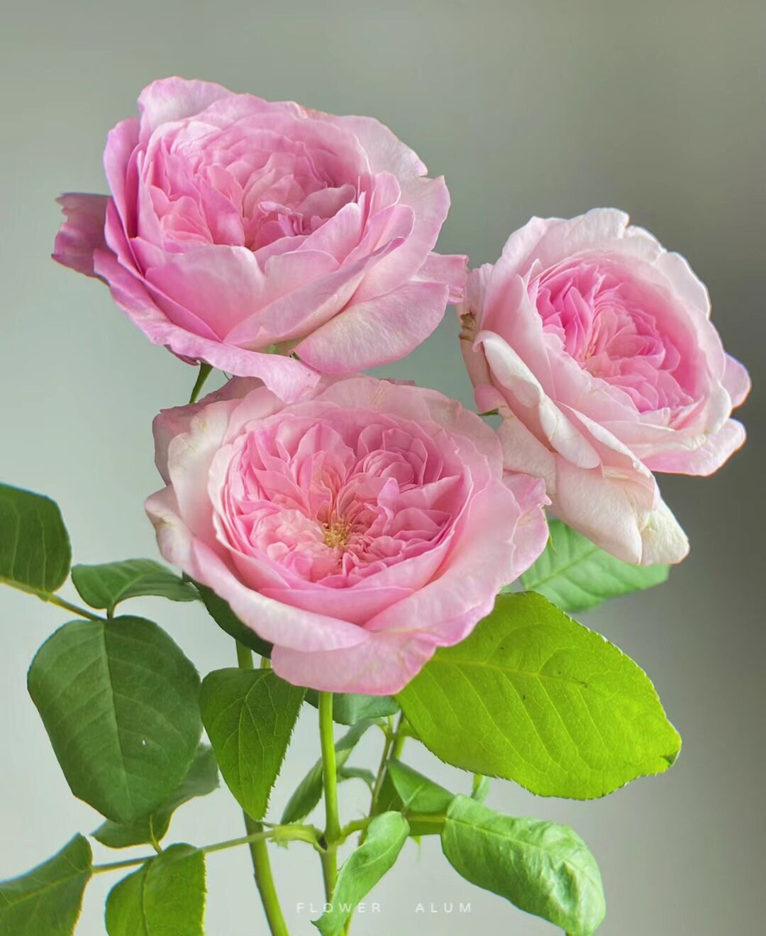 Chinese Rose 'pink Fragrance' 五号香水 1 Gal Live Plant Shrub Rose - Etsy