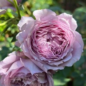 Rose 'lansiqiu' 蓝丝球 1 Gal Live Plant Shrub Rose - Etsy