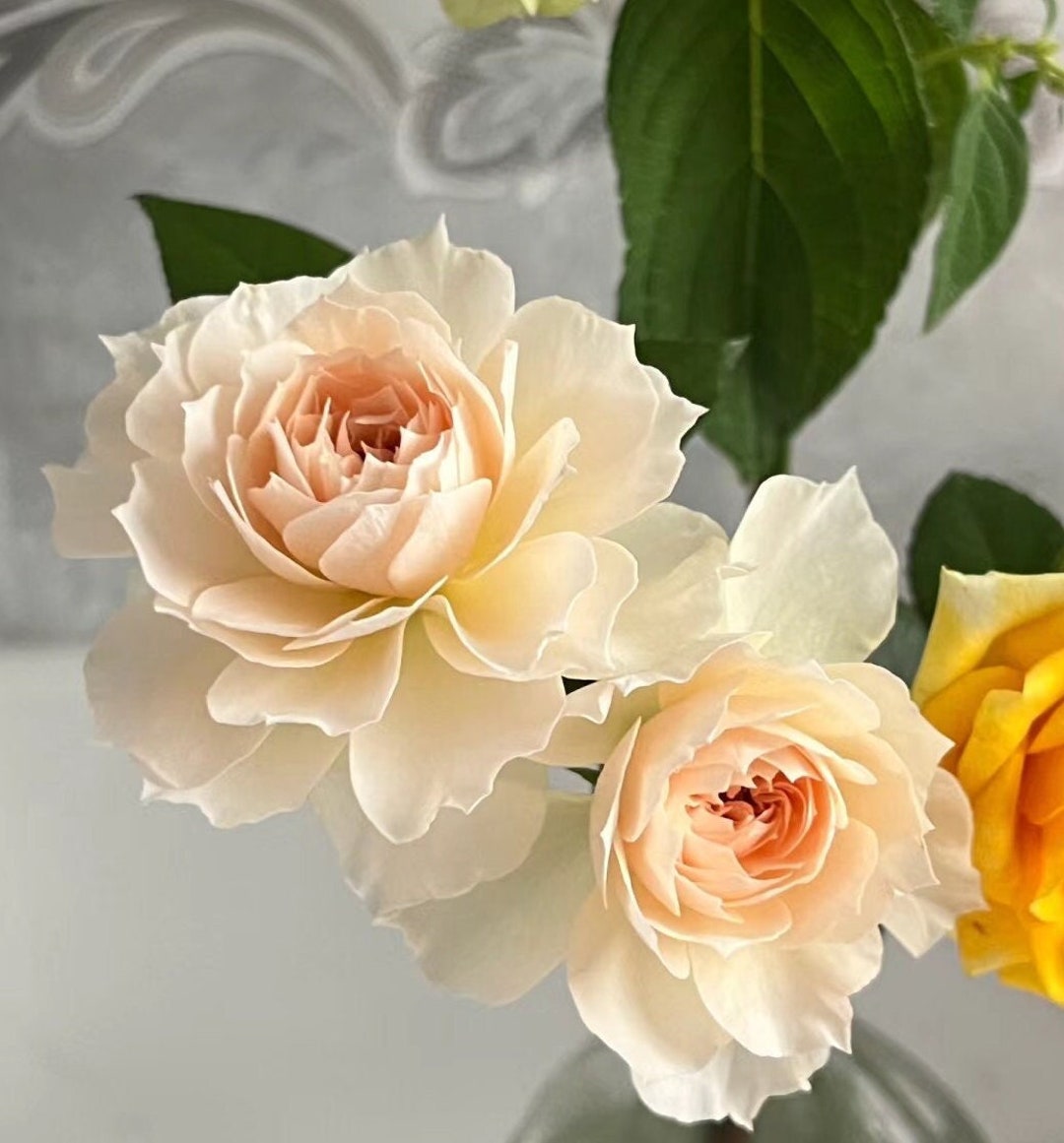 Rose 'royal Diva' 歌剧皇后 1 Gal Live Plant Shrub Rose - Etsy