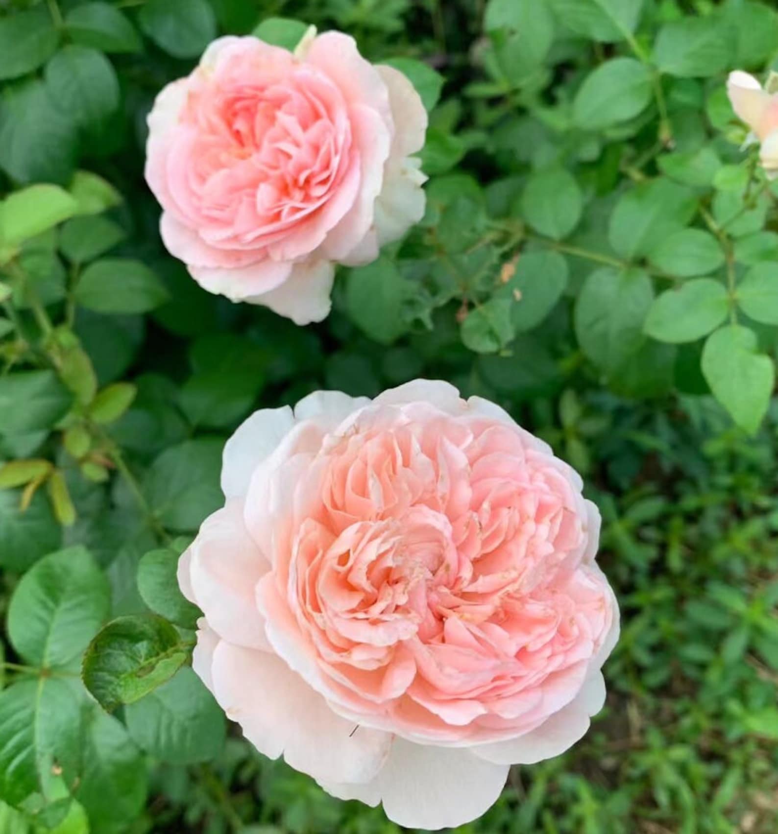Rose 'mauritia' 远古大陆 1 Gal Live Plant Shrub Rose - Etsy