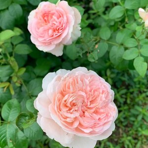 Rose 'mauritia' (远古大陆) (1 Gal+ Live Plant) Shrub Rose - Etsy