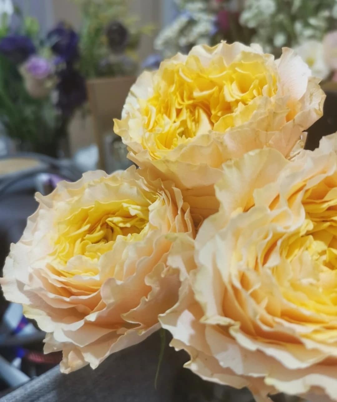 Rose 凯拉露娜（caraluna） Live Plants 1gal+ Bare Root - Etsy