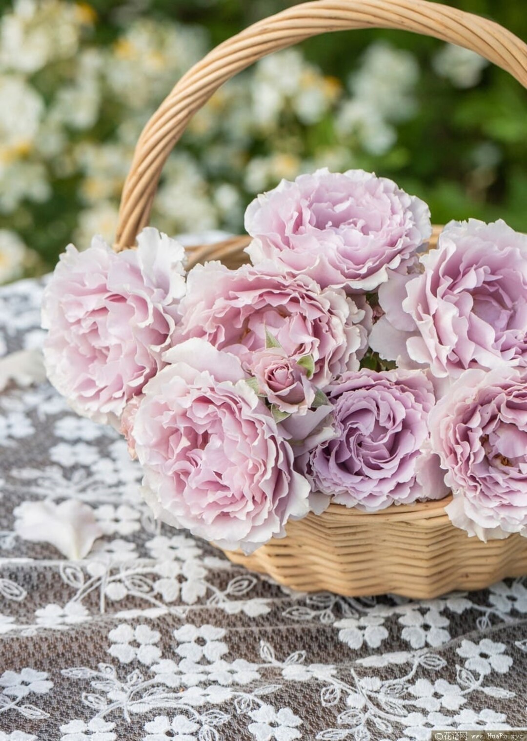 Japanese Rose Libellula 蜻蜓 / リベルラrose Live Plant Shrub 1 - Etsy