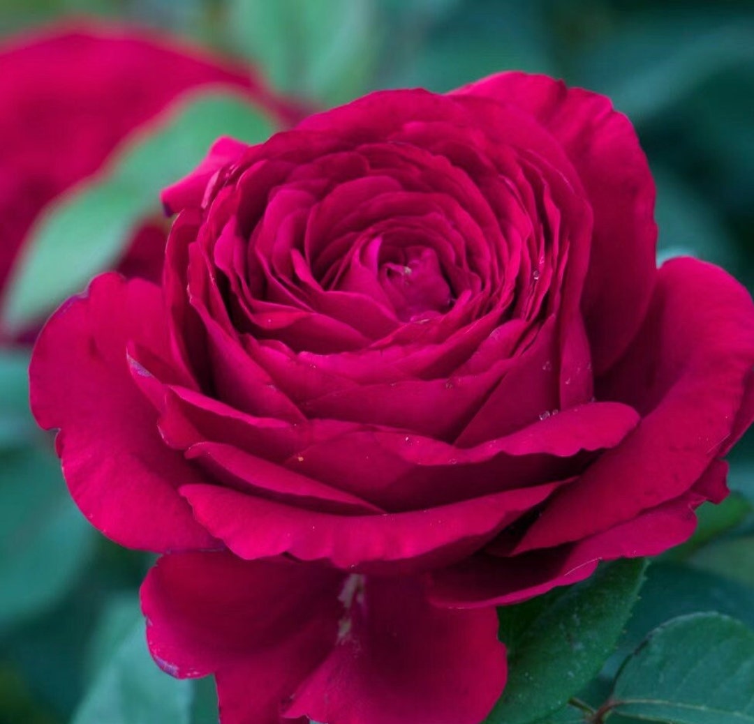 Rose 'la Rose Des 4 Vents' (四风之花) (2 Gal+ Live Plant) Shrub Rose - Etsy