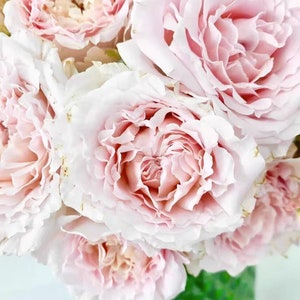 Rose 'wedding Rosever' (蜜月) (1 Gal+ Live Plant) Shrub Rose - Etsy