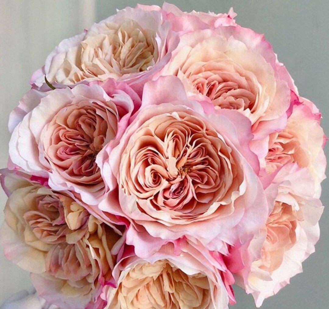 Rose 'miyabi Cha (茶雅) (1 Gal+ Live Plant) Cut Rose Shrub Rose - Etsy