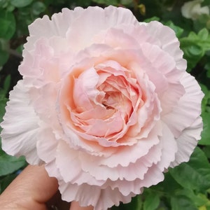 Japanese Rose 'tsumugi Fuli' 绵绸富力 2 Gal Live Plant Shrub Rose - Etsy