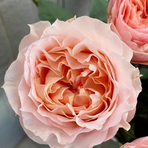 Rose 'GA Peach' (格鲁吉亚桃子) (1gal Live Plant) Shrub Rose - Etsy