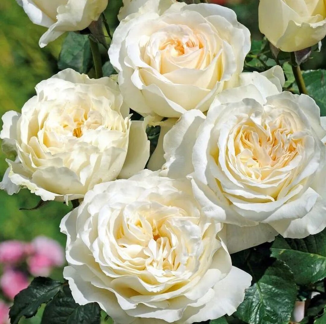 Rose 'irina' 伊琳娜 1 Gal Live Plant Shrub Rose - Etsy