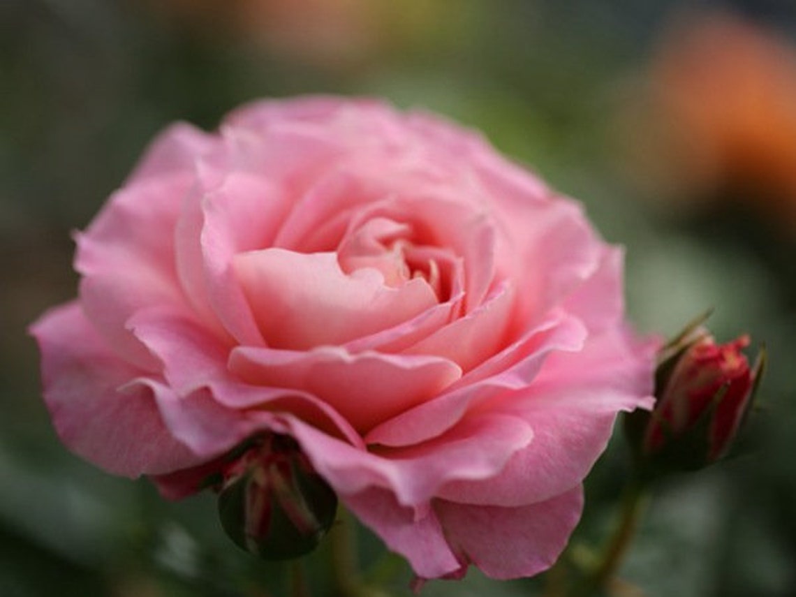 Rose 'neptune King Terrazza' 海神王阳台 1 Gal Bare - Etsy