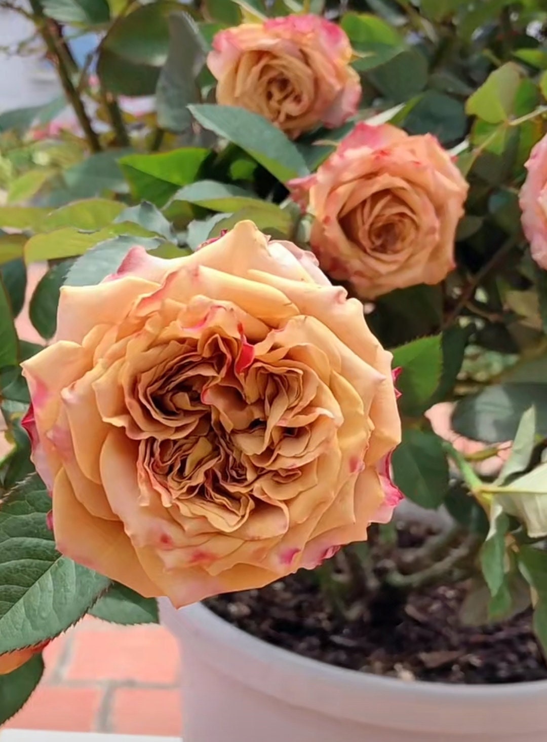 Rose 'pimms' 皮姆斯公园 1 Gal Live Plant Shrub Rose - Etsy