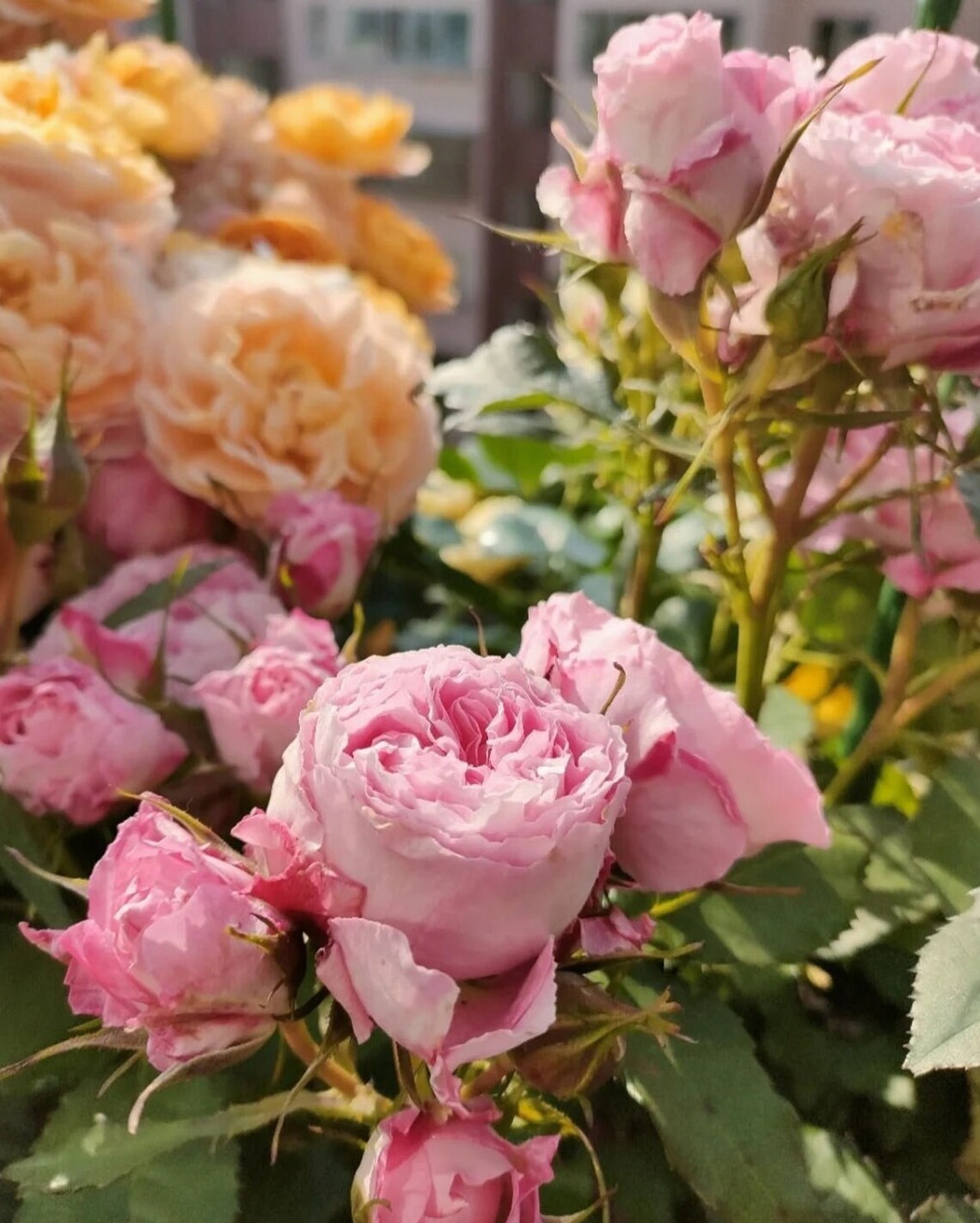 Rose 'neptune King Terrazza' 海神王阳台 1 Gal Bare - Etsy