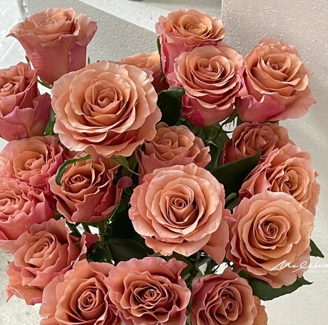 Rose 'moab' 莫泊 2 Gal Live Plant Shrub Rose - Etsy