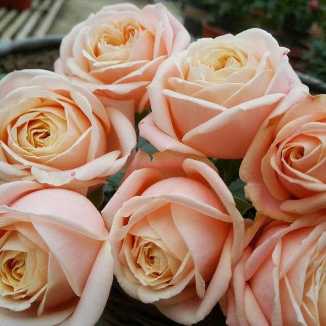 Rose 'princess Maya' (玛雅公主/夜雨) (1 Gal+ Live Plant) Shrub Rose - Etsy