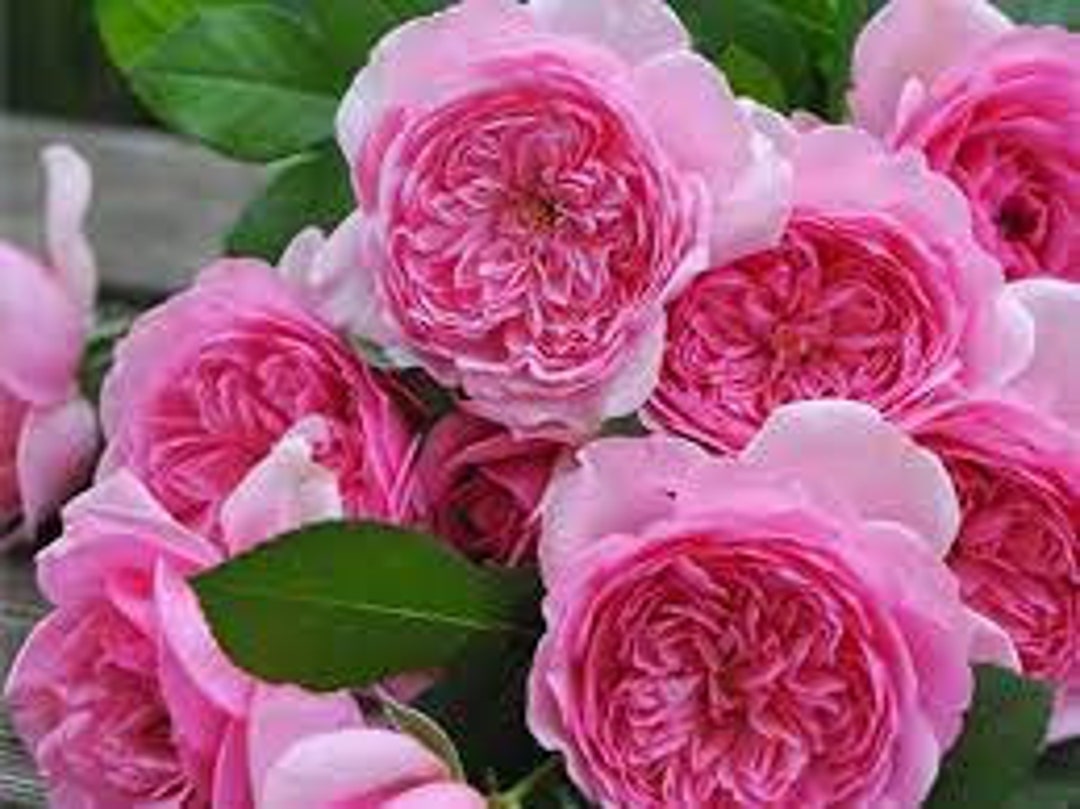 Rose 'pompadour' 庞巴度 1 Gal Live Plant Shrub Rose - Etsy