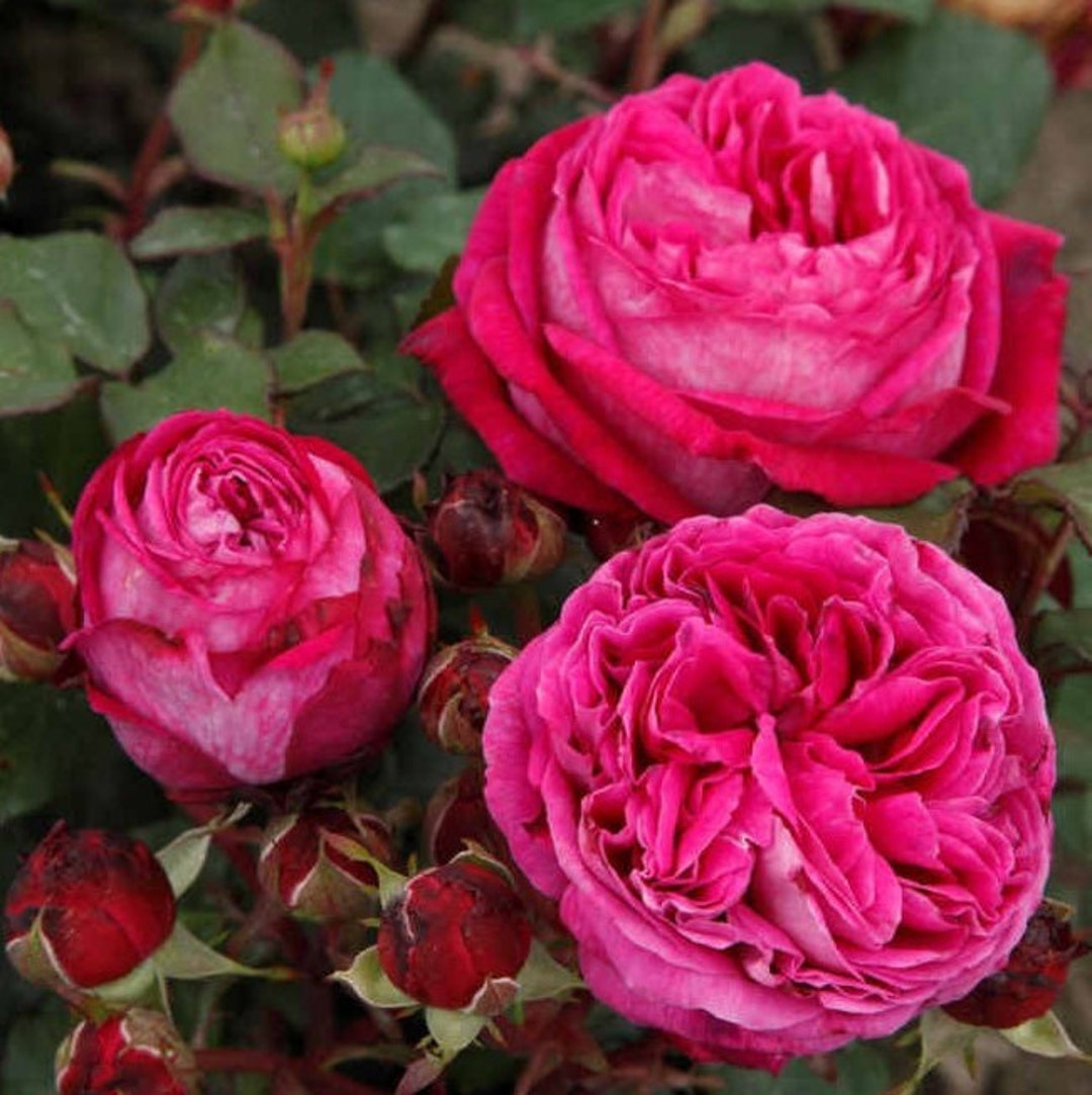 Rose 'delightful Parfuma' 男爵夫人 1 Gal Live Plant Shrub Rose - Etsy