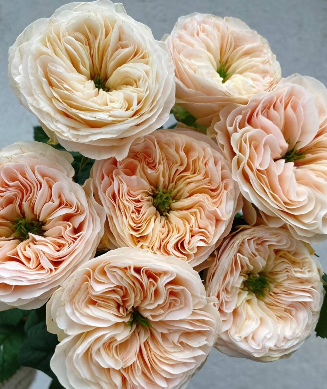 Rose 'stanley Abbey' 1gal Live Plant Shrub Rose Cut Rose - Etsy