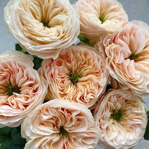 Rose 'stanley Abbey' 1gal Live Plant Shrub Rose Cut Rose - Etsy