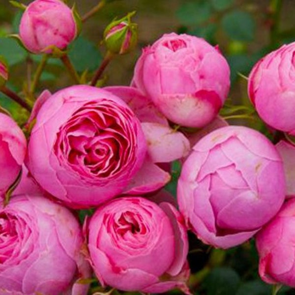 Purple Climbing Rose - Etsy