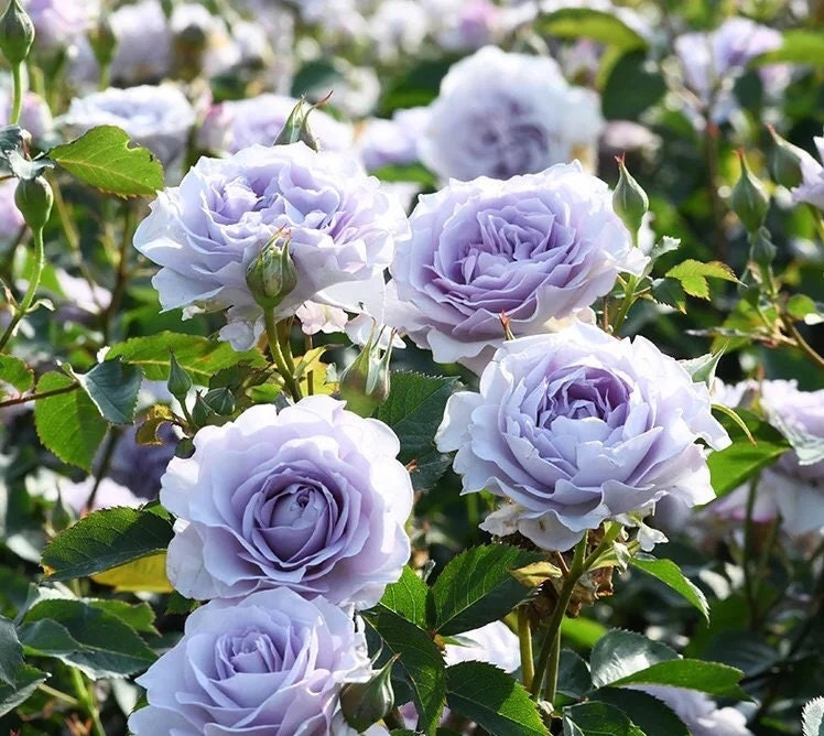 Chinese Rose 'ji Se' (霁色) (1 Gal+ Live Plant) Shrub Rose Chinese Rose 'ji Se' (霁色) (1 Gal+ Live Plant) Shrub Rose