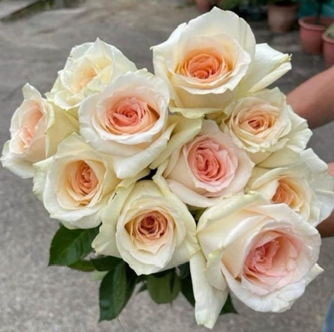 Rose 'princess Maya' 玛雅公主/夜雨 1 Gal Live Plant - Etsy