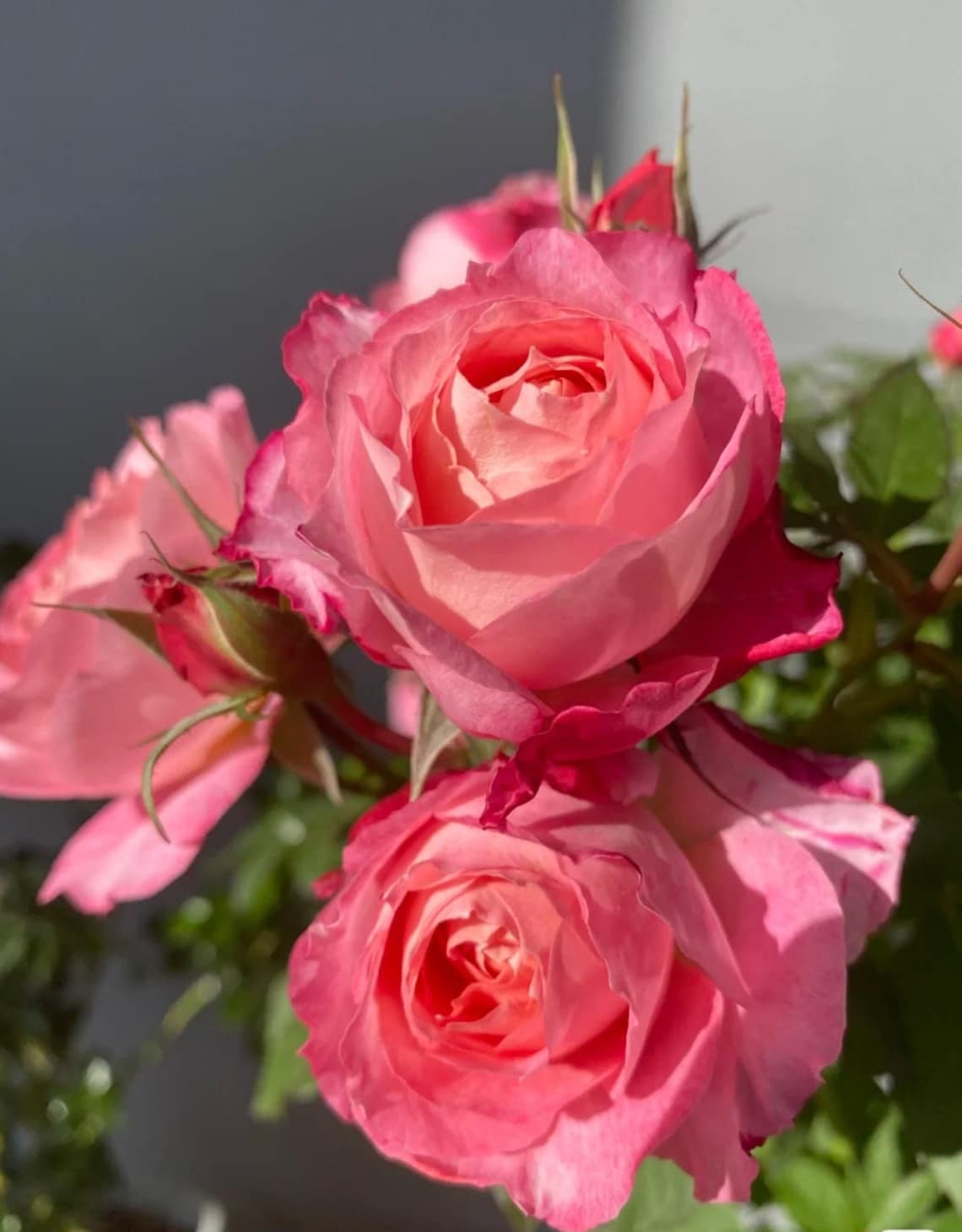 Rose 'neptune King Terrazza' 海神王阳台 1 Gal Bare - Etsy