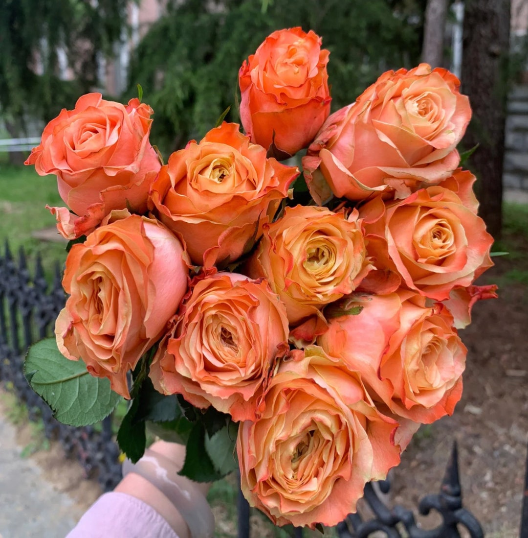 Rose 'funky Peach' 方可桃 1 Gal Live Plant Shrub Rose - Etsy