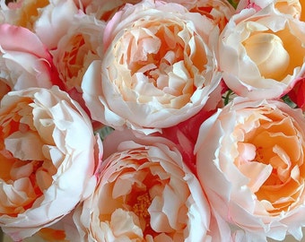 Princess Flower Live Plant - Etsy